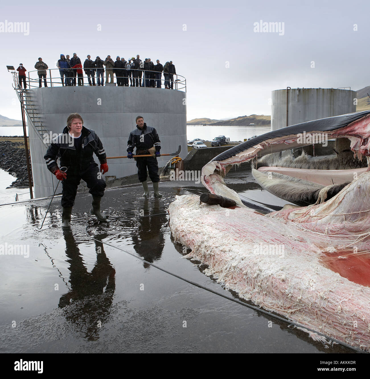Whalers with hunted Fin Whale Stock Photo - Alamy