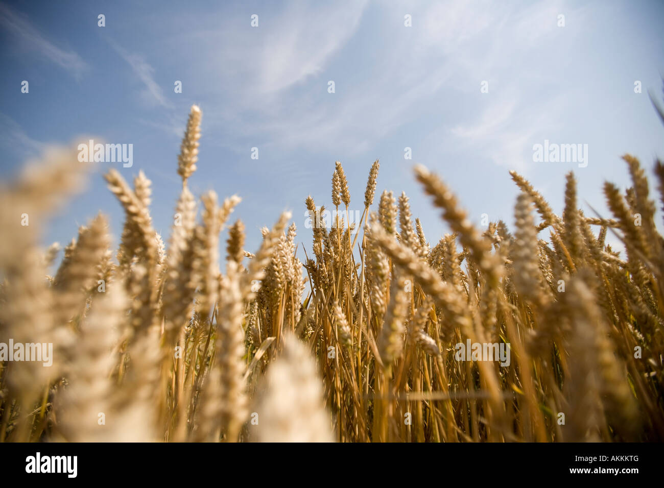 Corn maize hi-res stock photography and images - Alamy