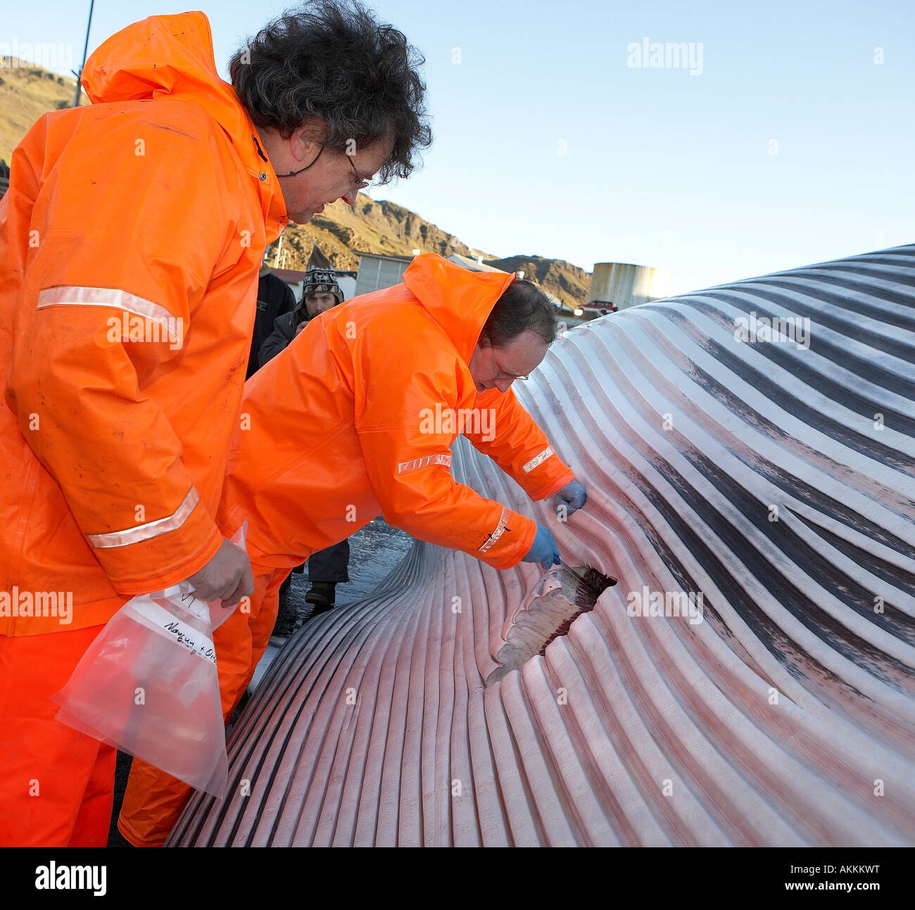 Researcher with meat and blubber of hunted Fin Whale Stock Photo - Alamy