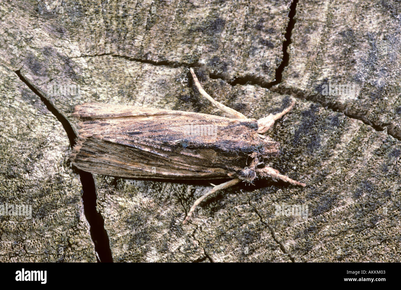 Moth Chamomile Shark cucullia chamommillae Stock Photo - Alamy