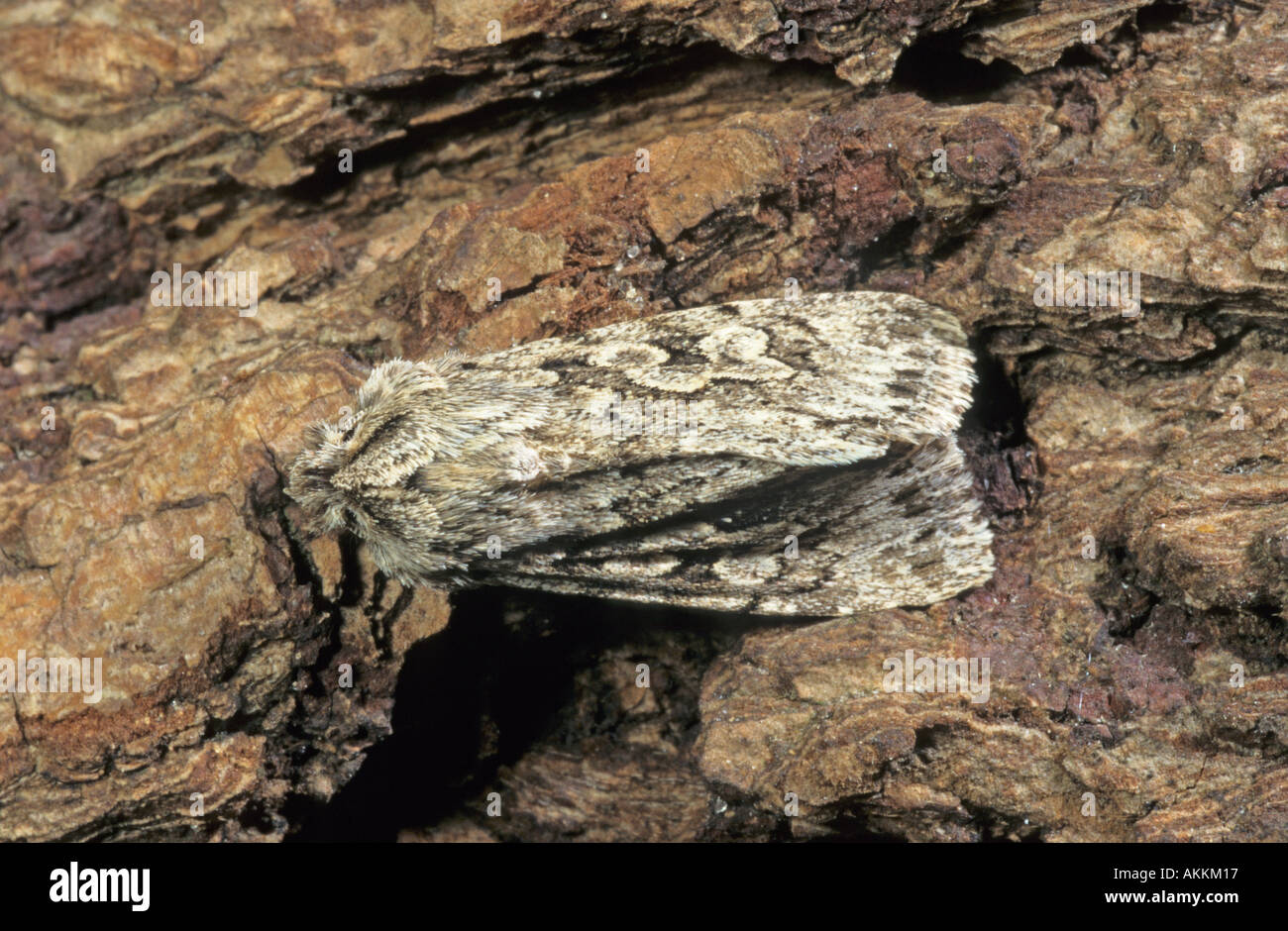 Moth Early Grey xylocampa areola Stock Photo - Alamy