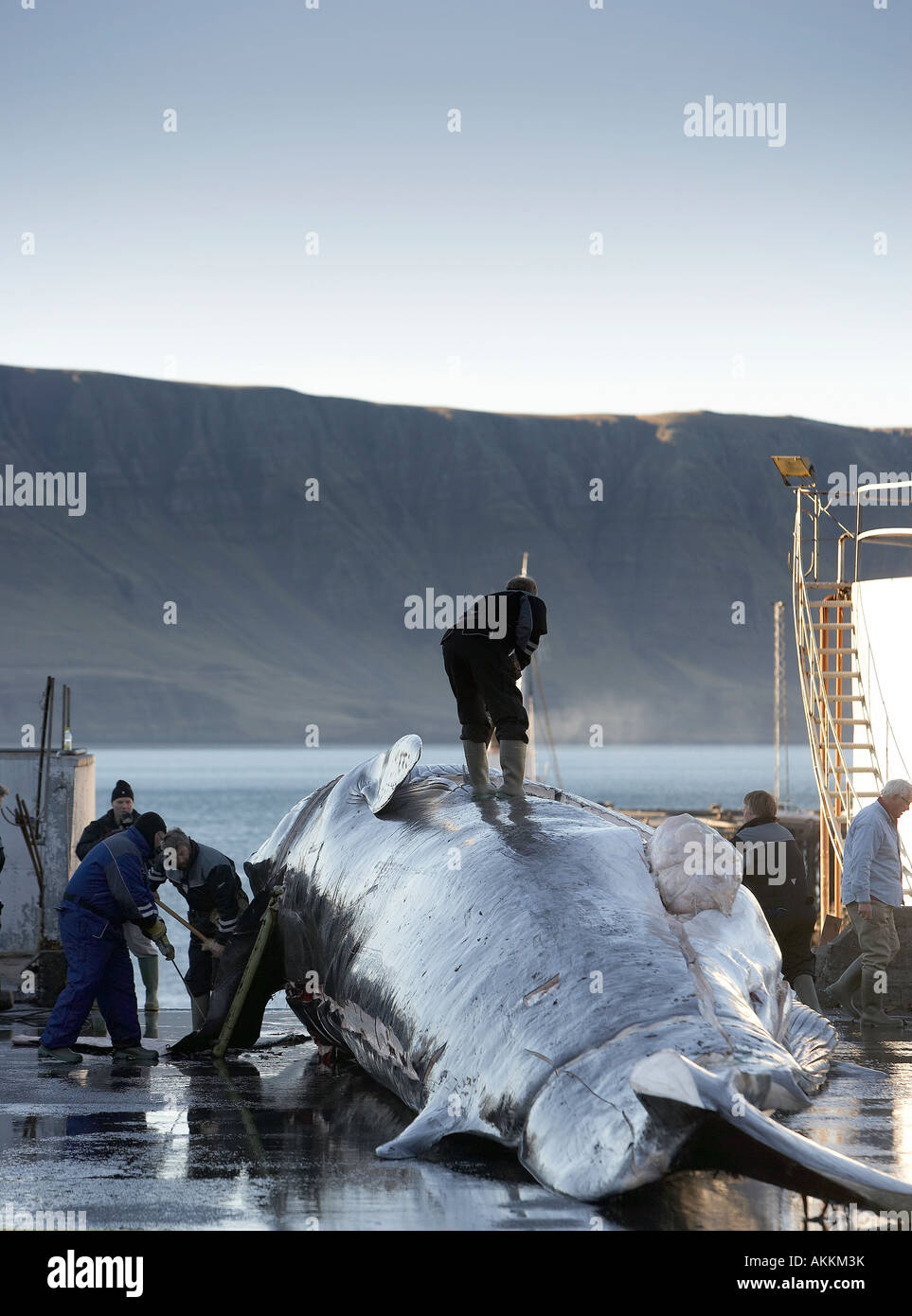 Whalers skinning hunted Fin Whales Stock Photo - Alamy