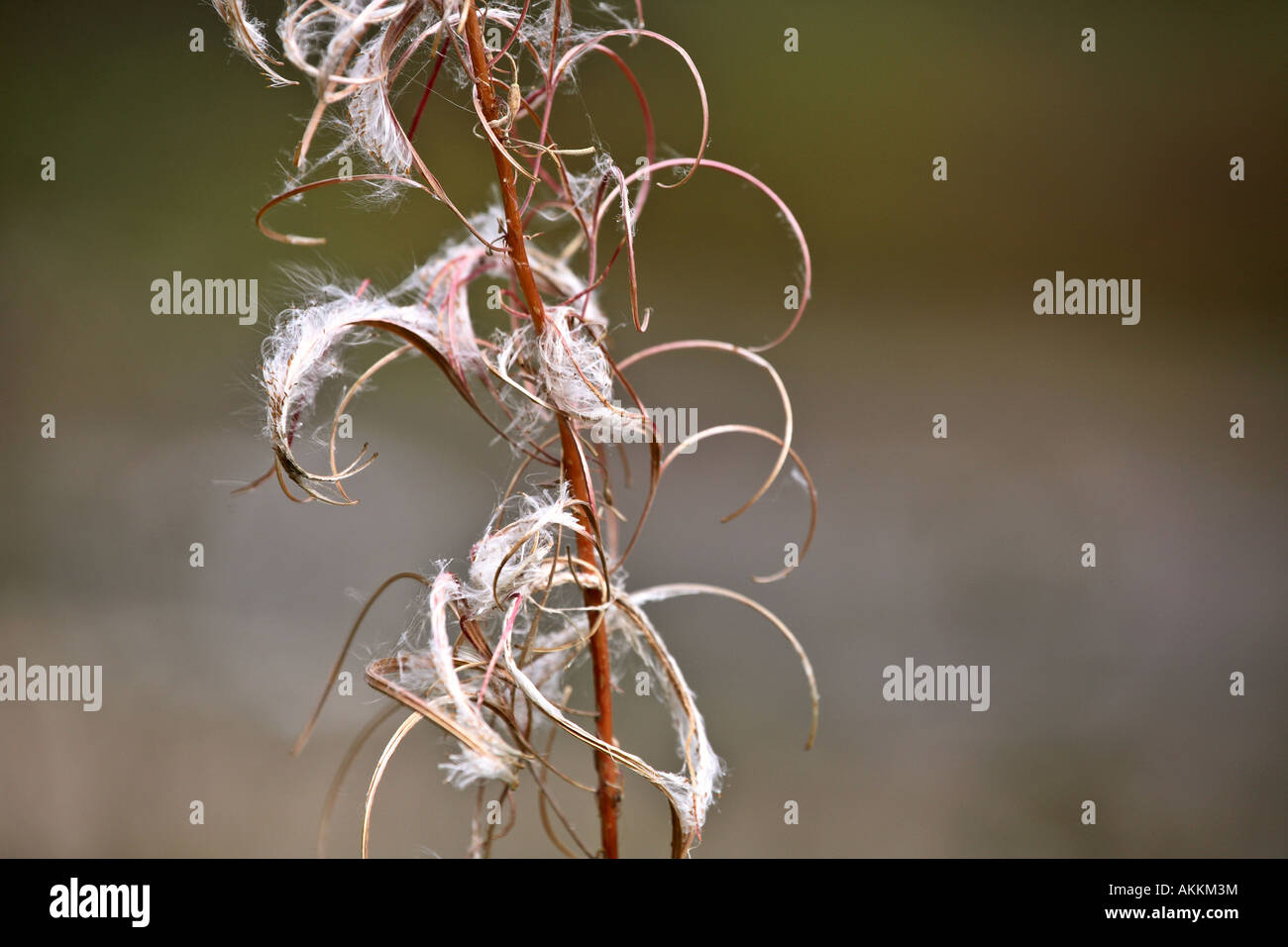 Fireweed seeds in fall in beautiful British Columbia Stock Photo - Alamy