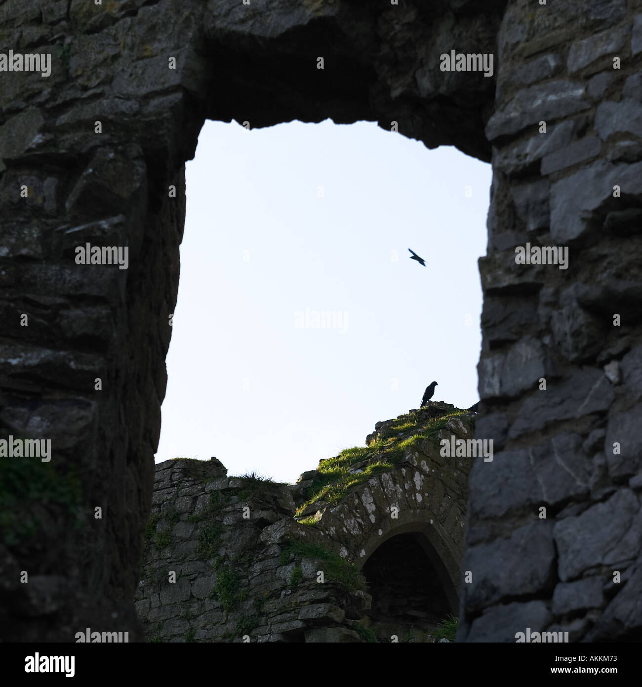 Crows Flying Through Window of Old Abbey, Ireland Europe Stock Photo ...