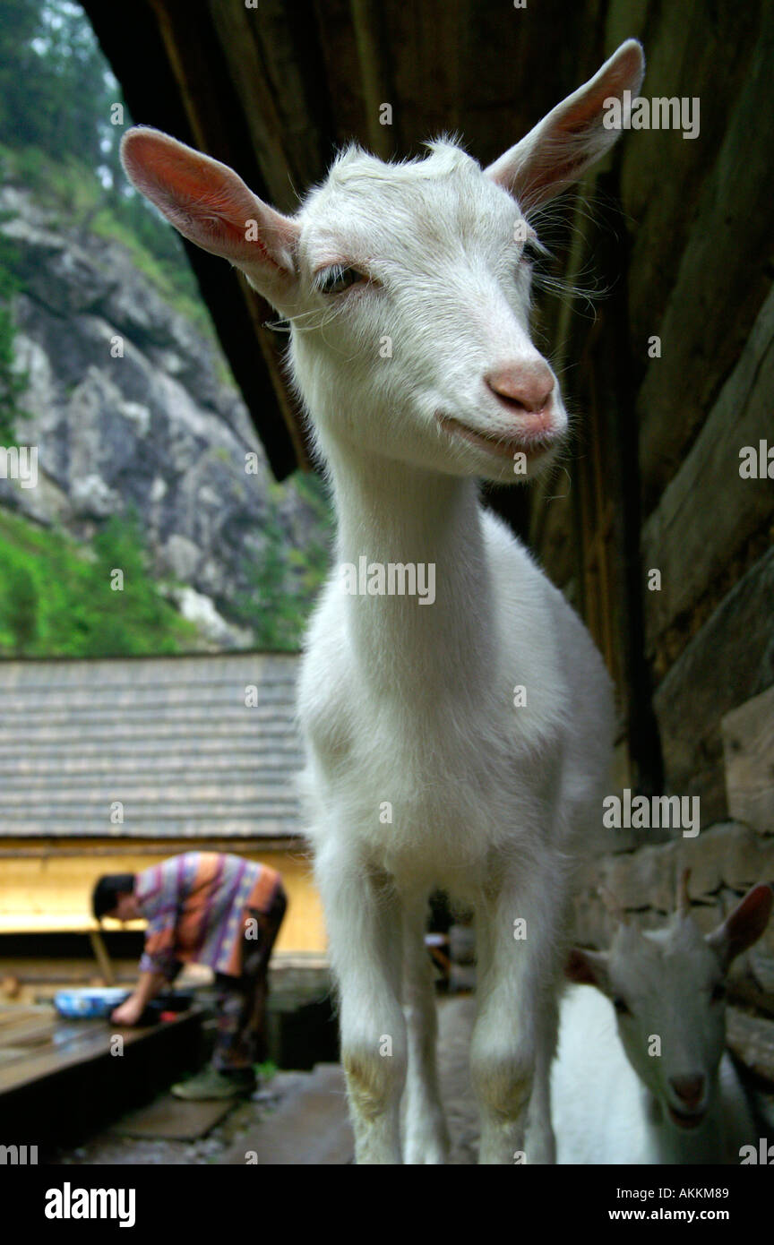Goat making funny faces Stock Photo - Alamy