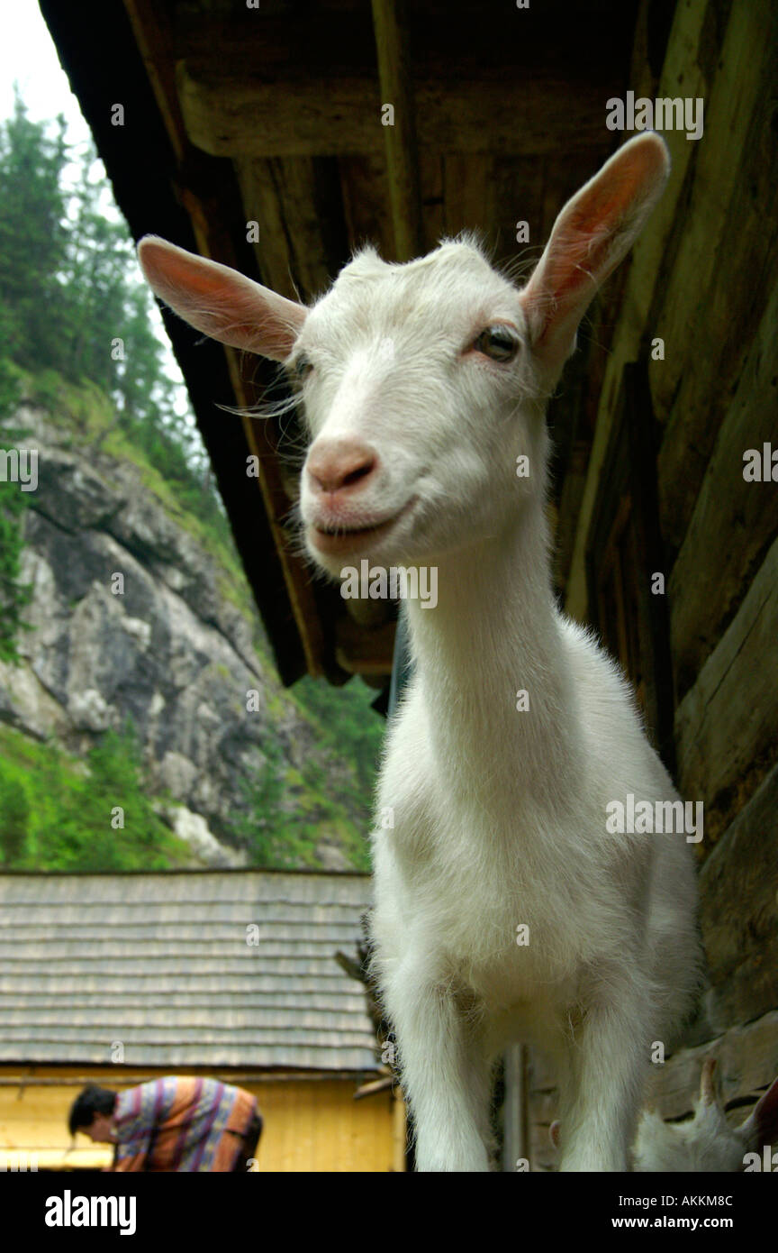 Goat making funny faces Stock Photo - Alamy