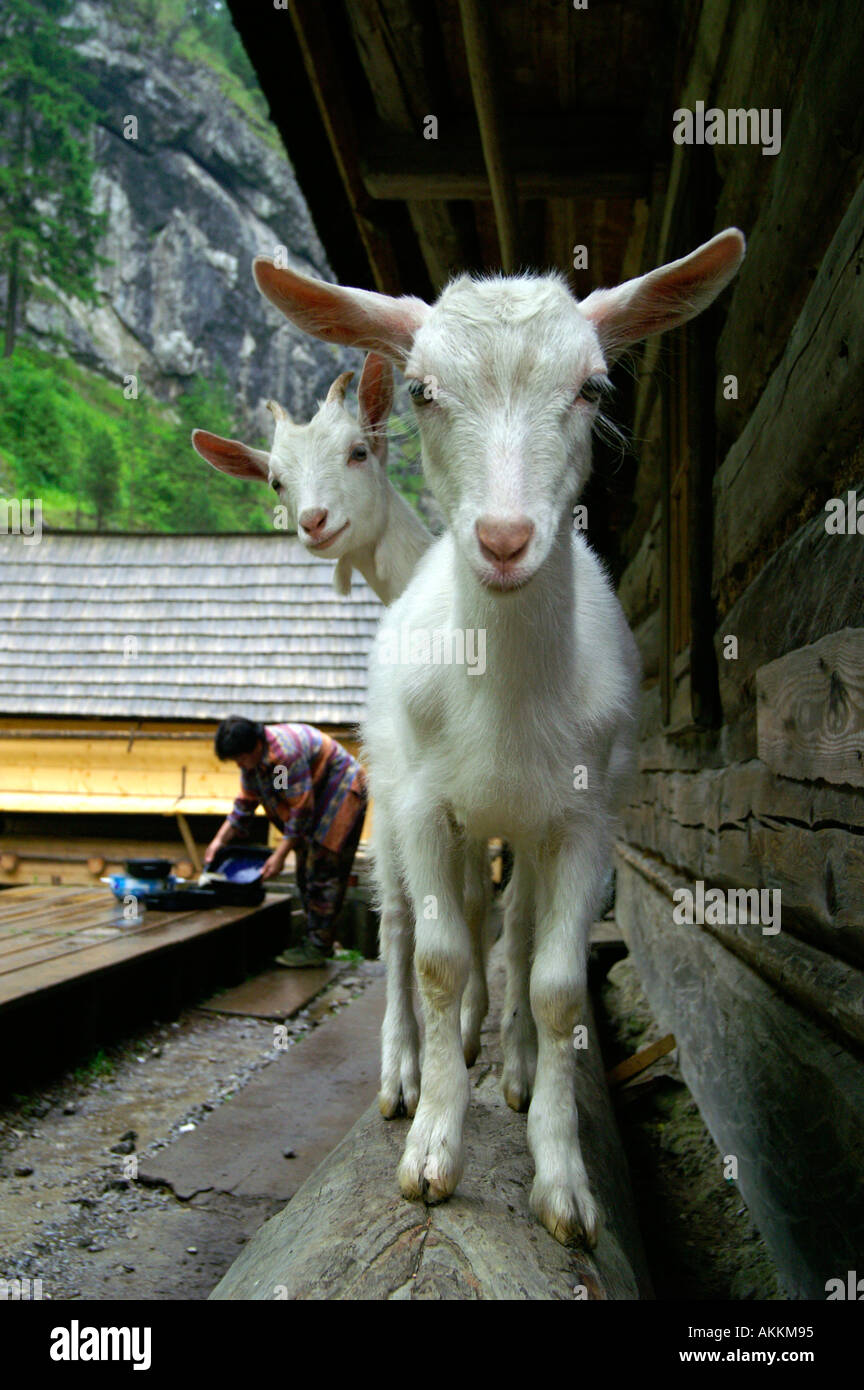 Goat making funny faces Stock Photo - Alamy