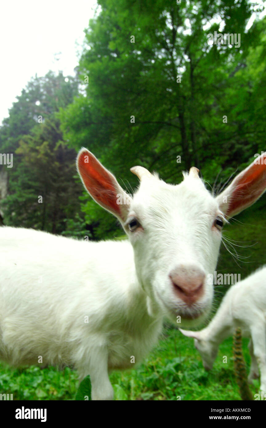 Goat making funny faces in Slovakia Stock Photo - Alamy