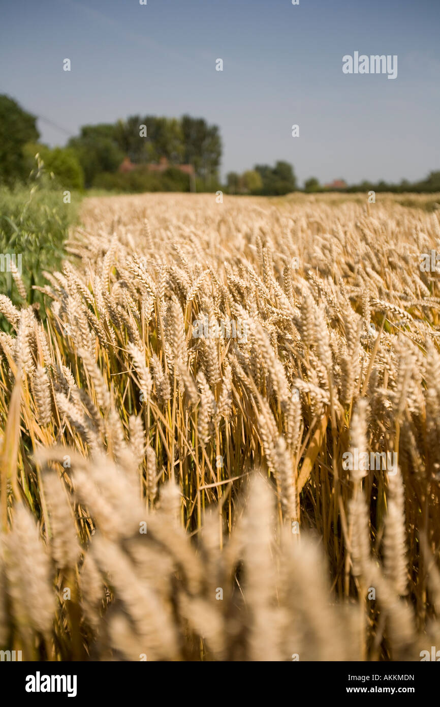Wheat node hi-res stock photography and images - Alamy