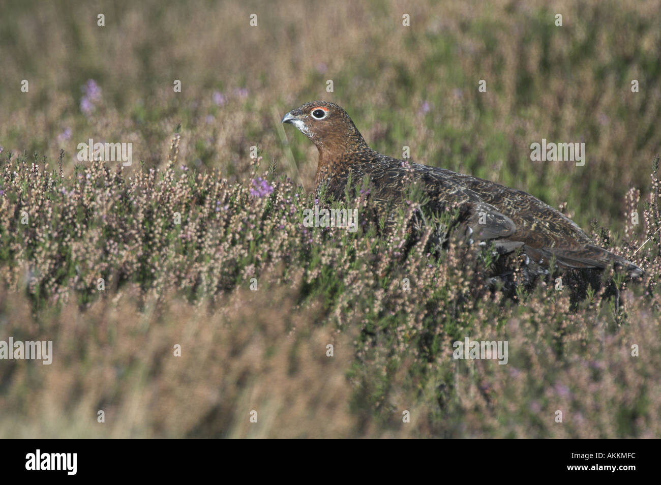 Red grouse lagopus lagopus scoticus in upland moorland heather Stock ...