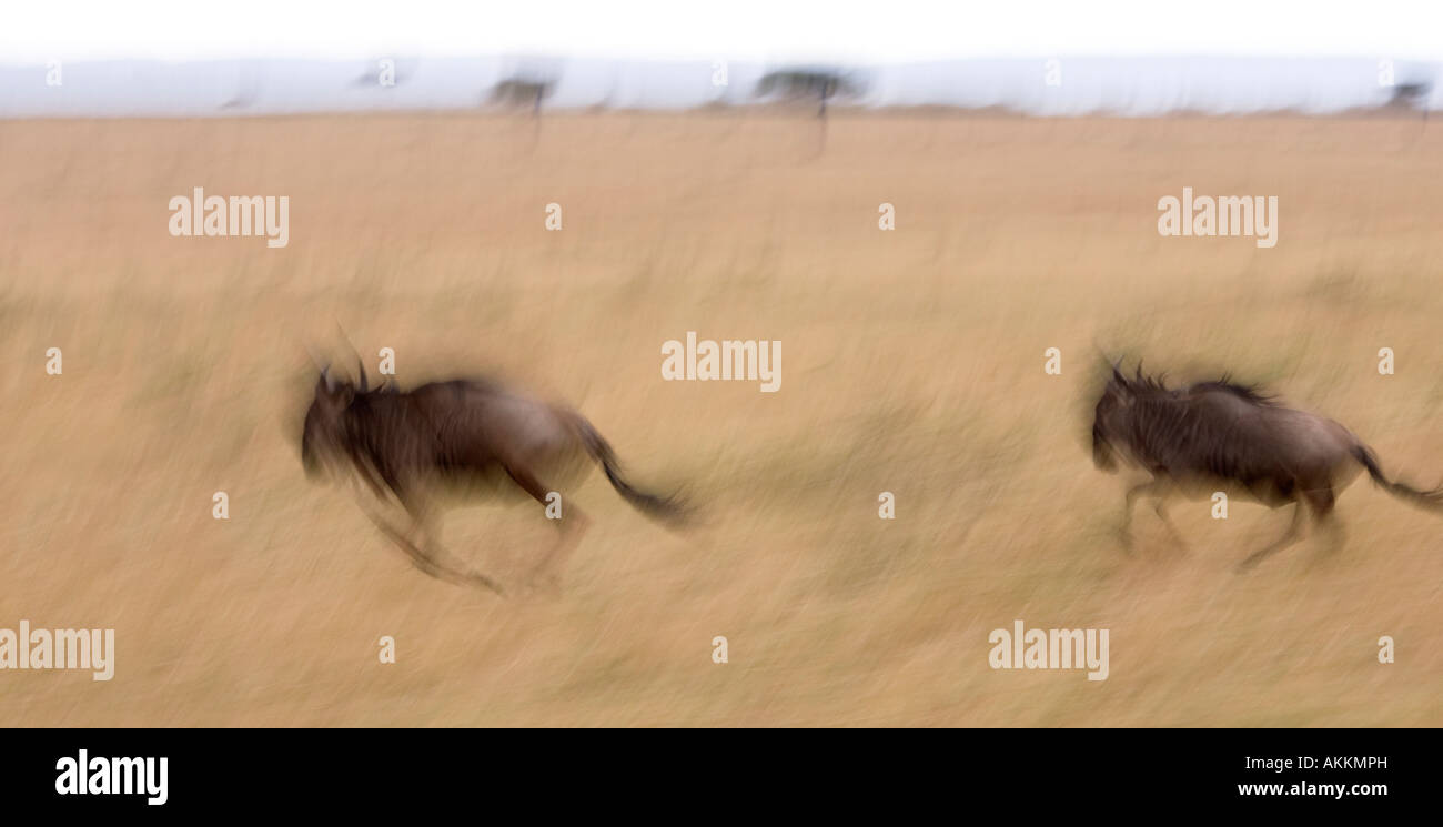 Wildebeest run across the Masai Mara, Kenya Stock Photo - Alamy