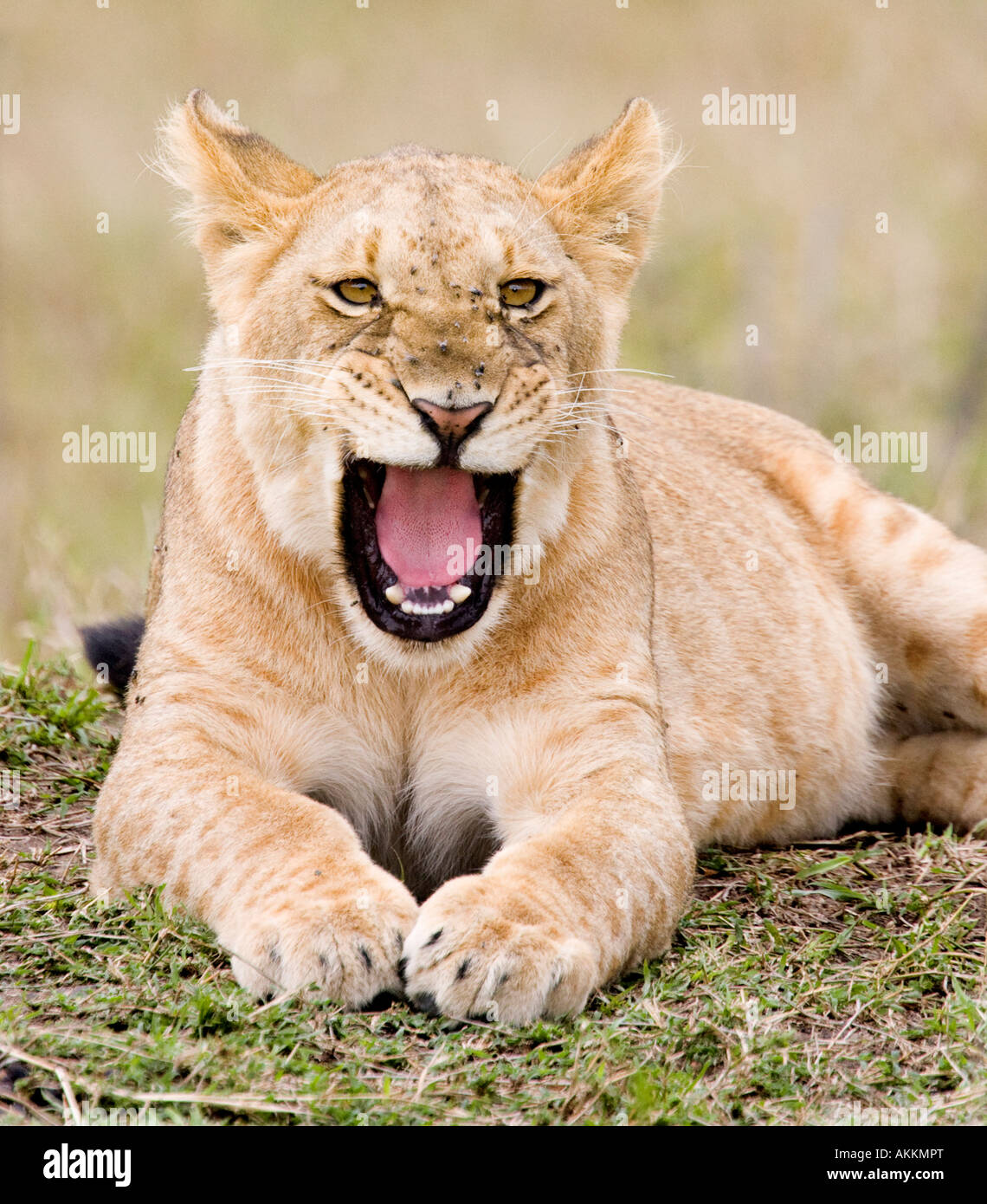 Male lion cub hi-res stock photography and images - Alamy