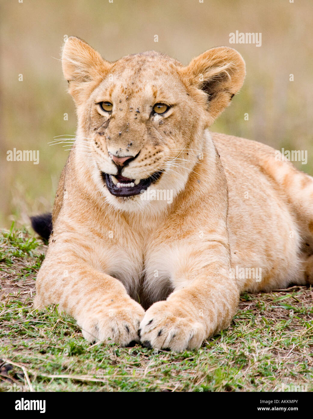 Male lion cub hi-res stock photography and images - Alamy