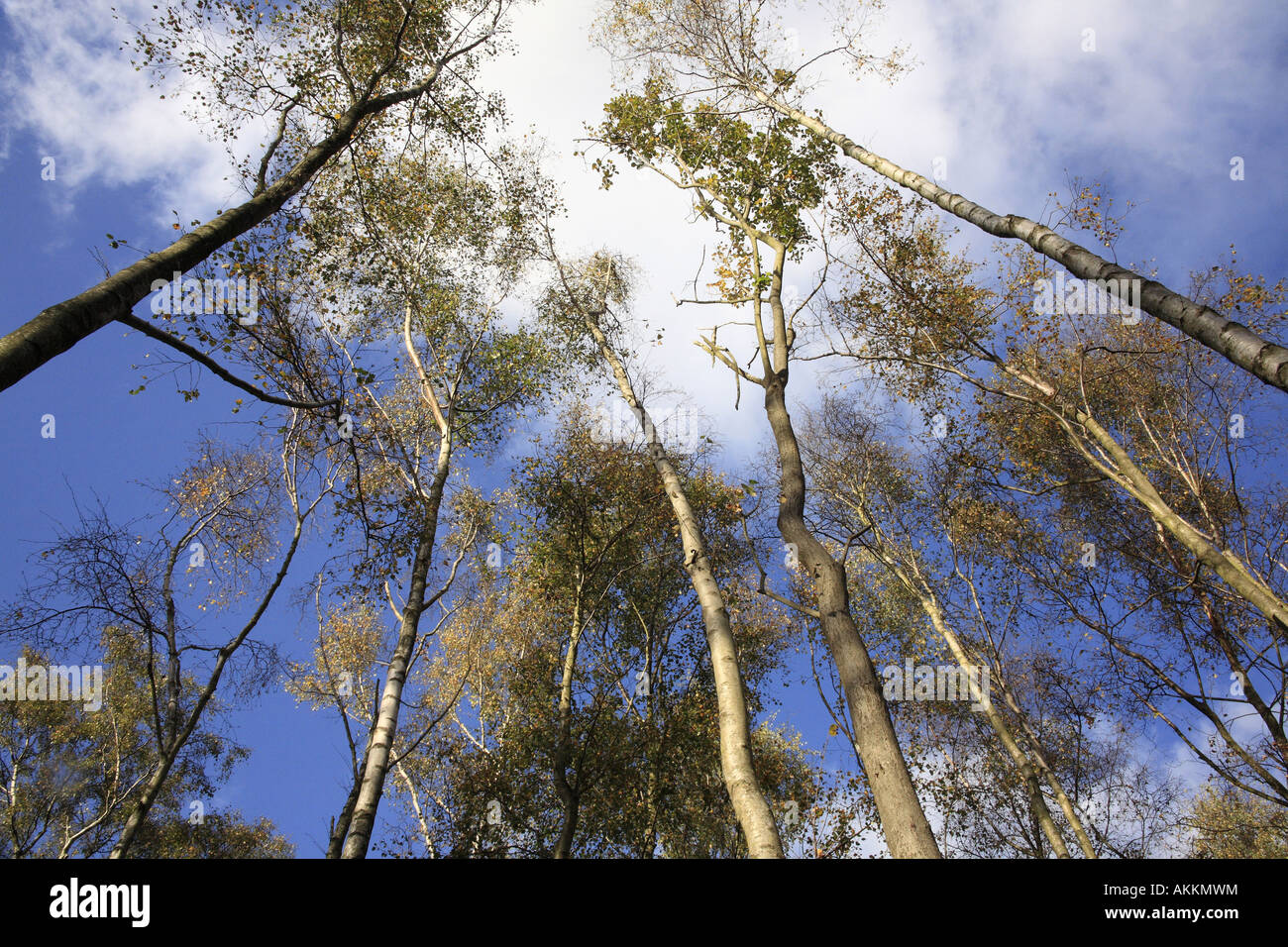 Silver Birch Trees Stock Photo - Alamy