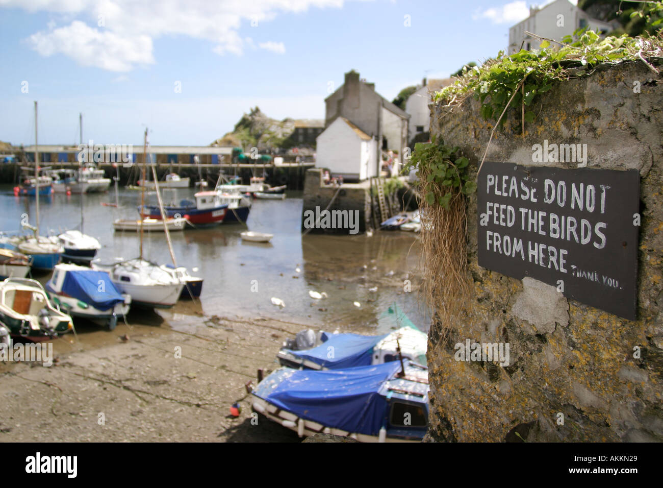 Do not feed the birds sign Polperro Harbour Cornwall England Summer ...