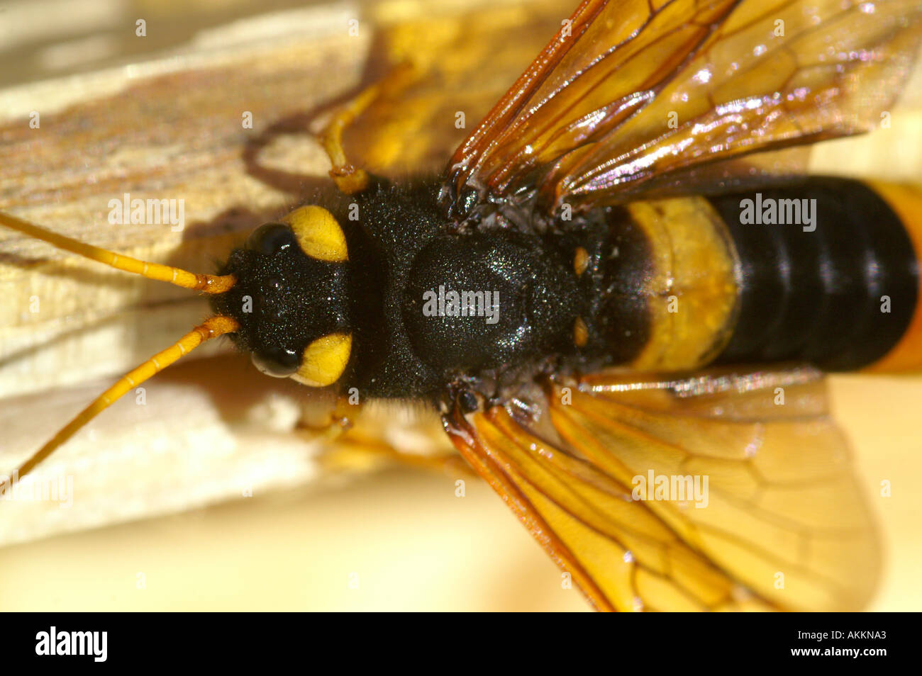 Giant horntail hi-res stock photography and images - Alamy