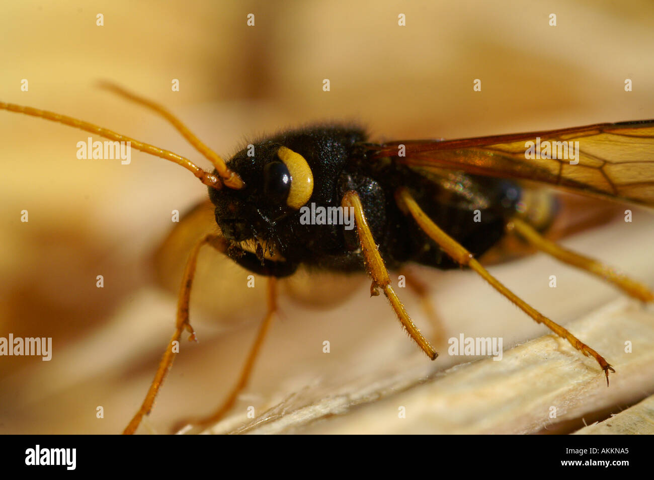 Giant Wood Wasp Stock Photo - Alamy