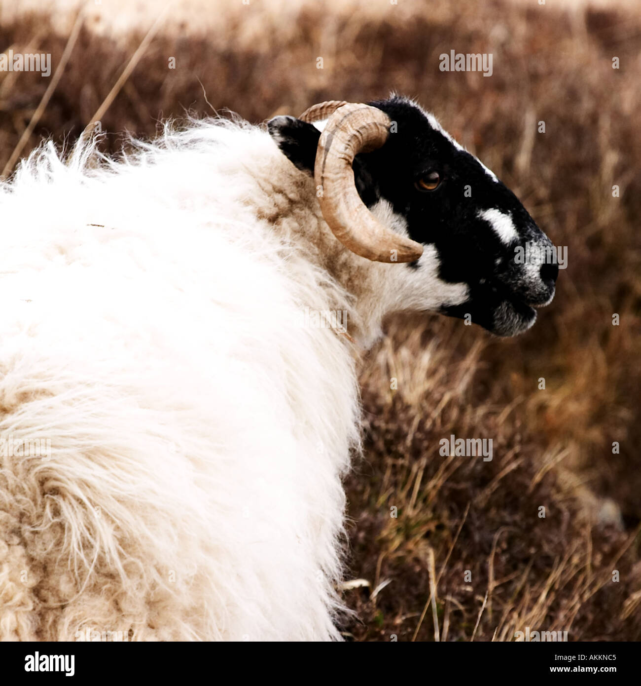 Full Grown Sheep in Fall Grass in Connemara Western Ireland County ...