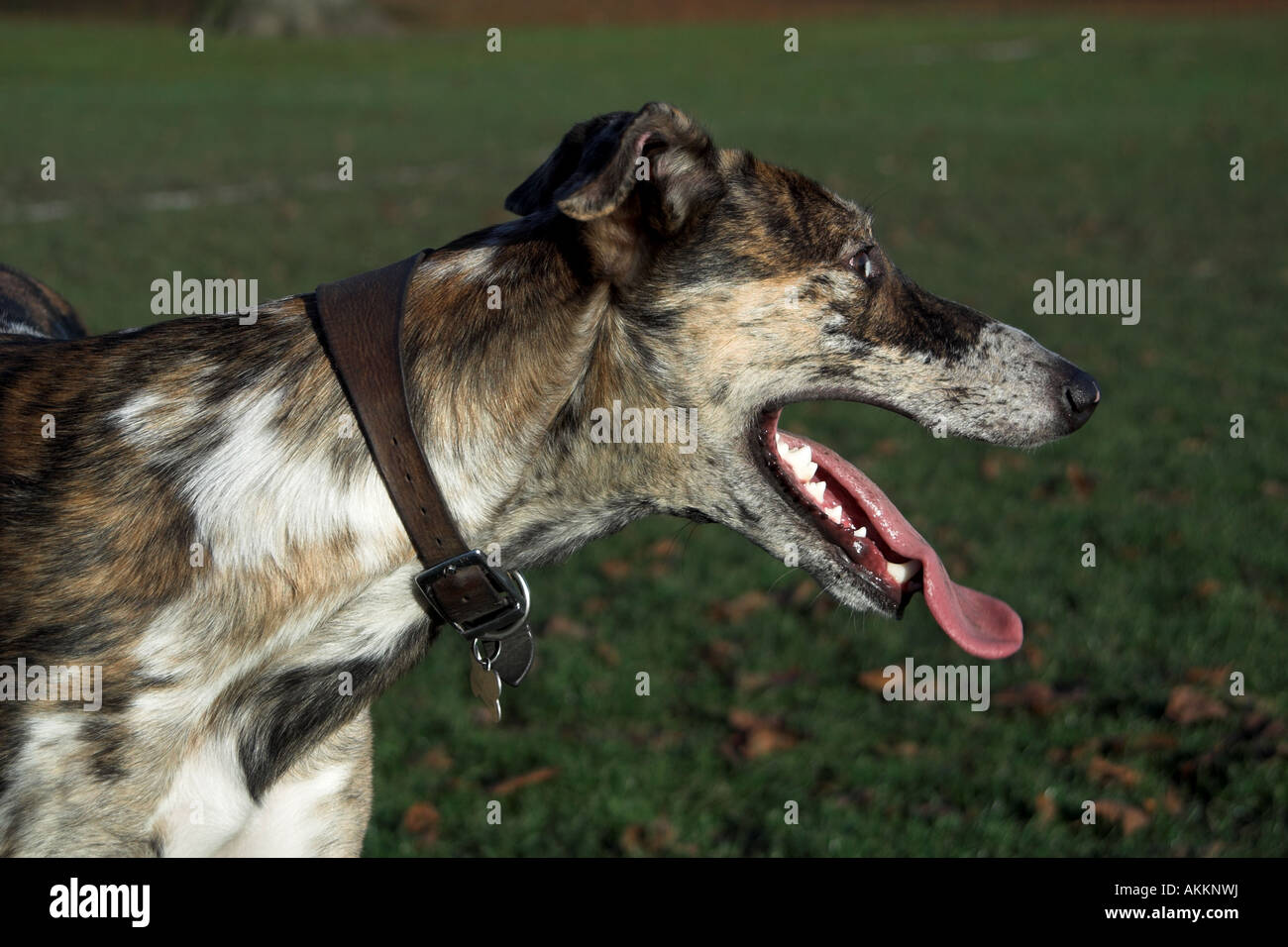 Lurcher lying down hi-res stock photography and images - Alamy