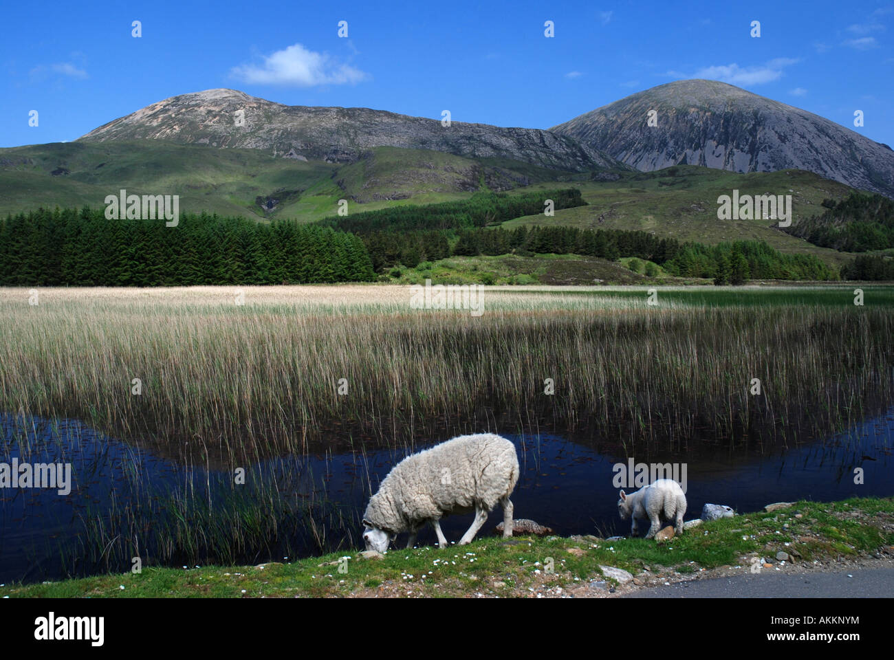 Sheep grazing at Strath Broadford, Island Skye, Inner Hebrides ...