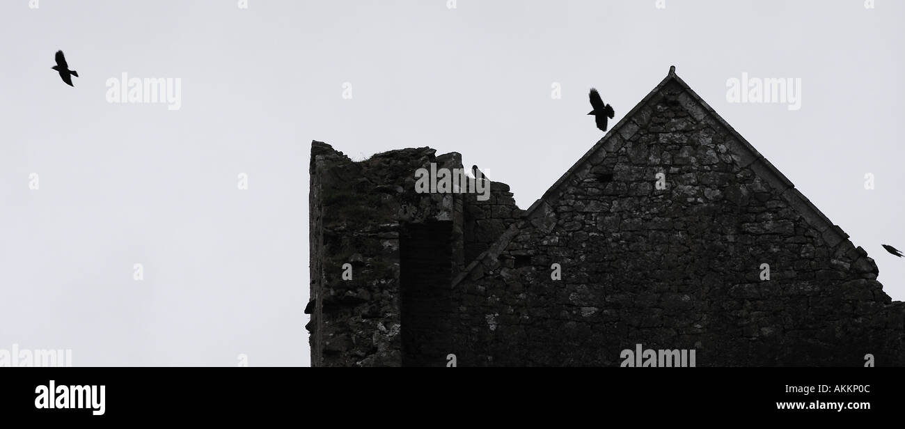 Crows Above Castle Wall Cahir Castle Grounds Cahir County Tipperary ...