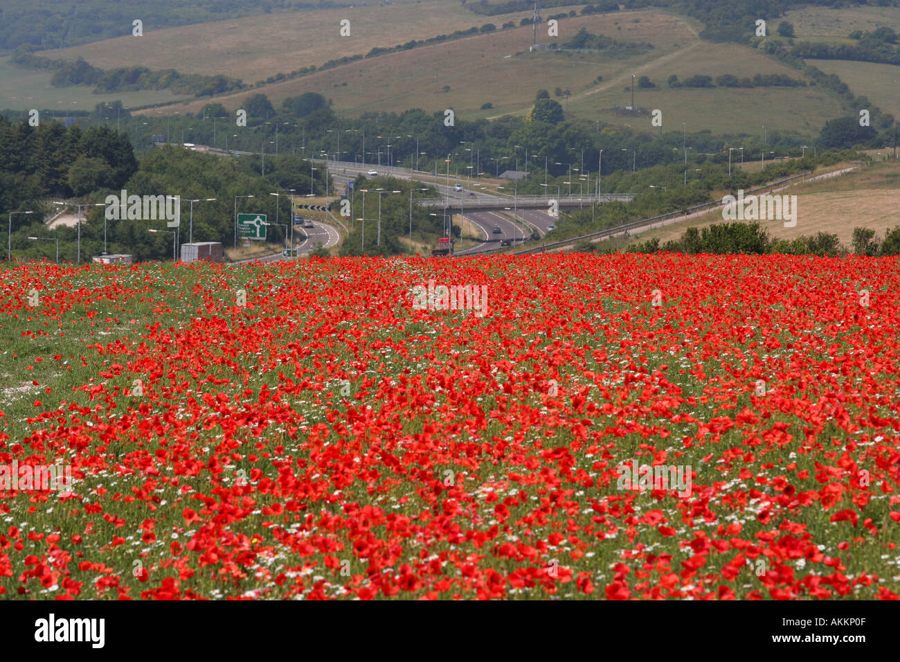 A field of poppies in sussex England Poppy fields Stock Photo - Alamy