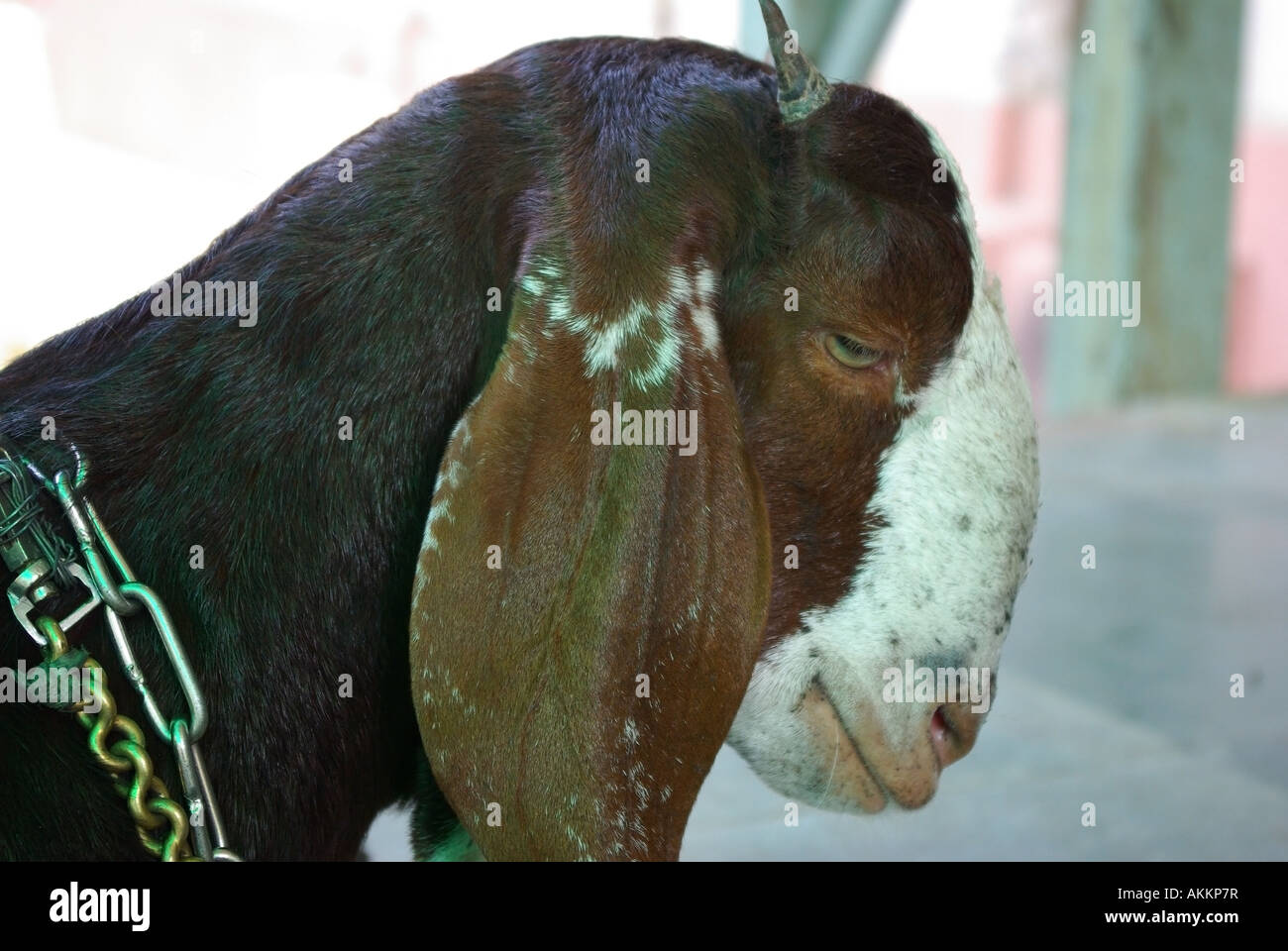 A goat looking up in Mumbai, India Stock Photo - Alamy