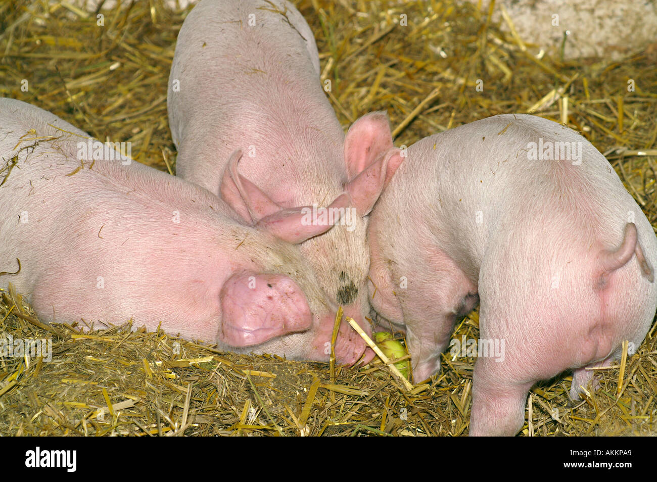 Three piglets straw hi-res stock photography and images - Alamy