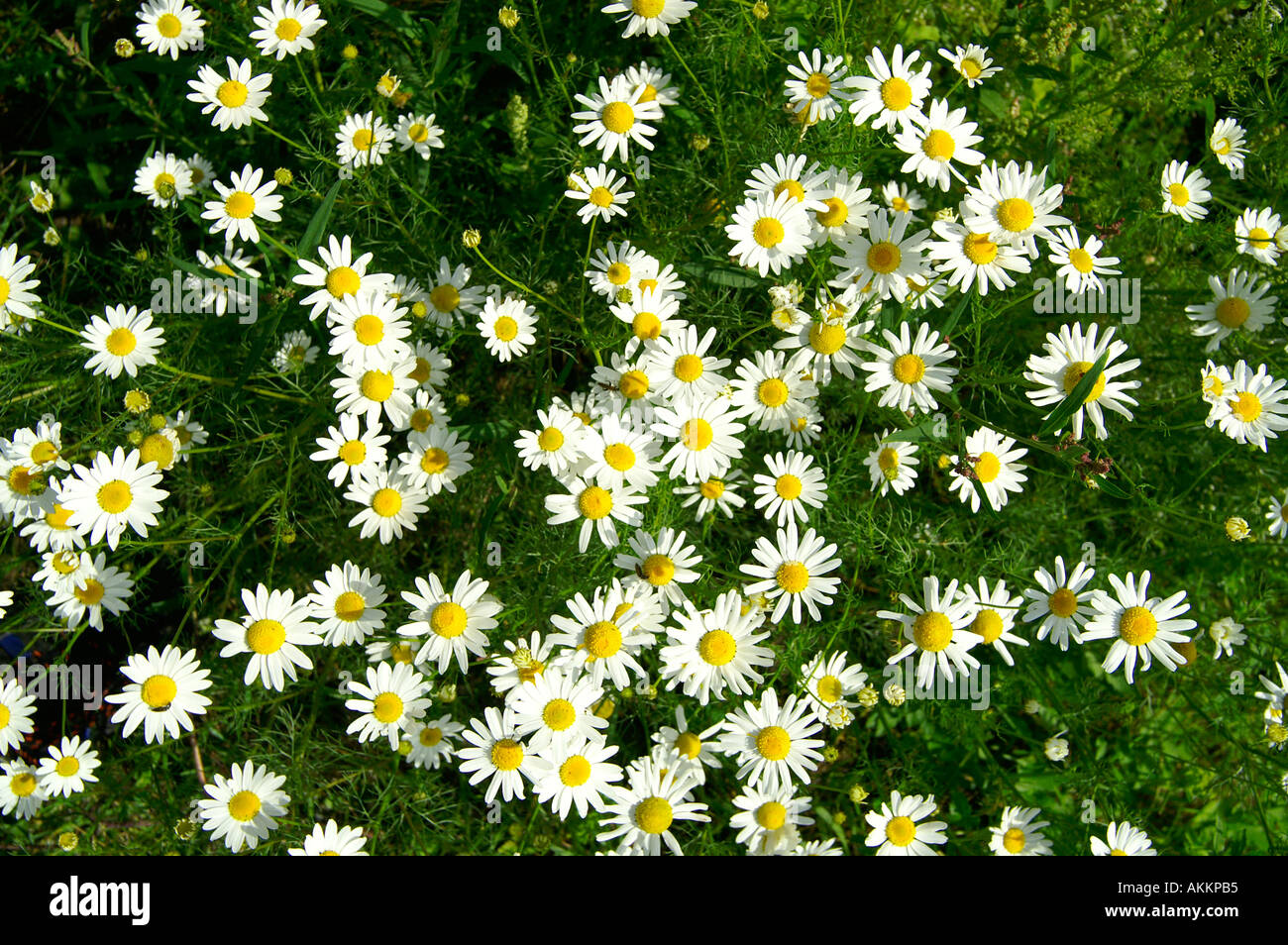 Camomiles meadow spring flower many Stock Photo - Alamy