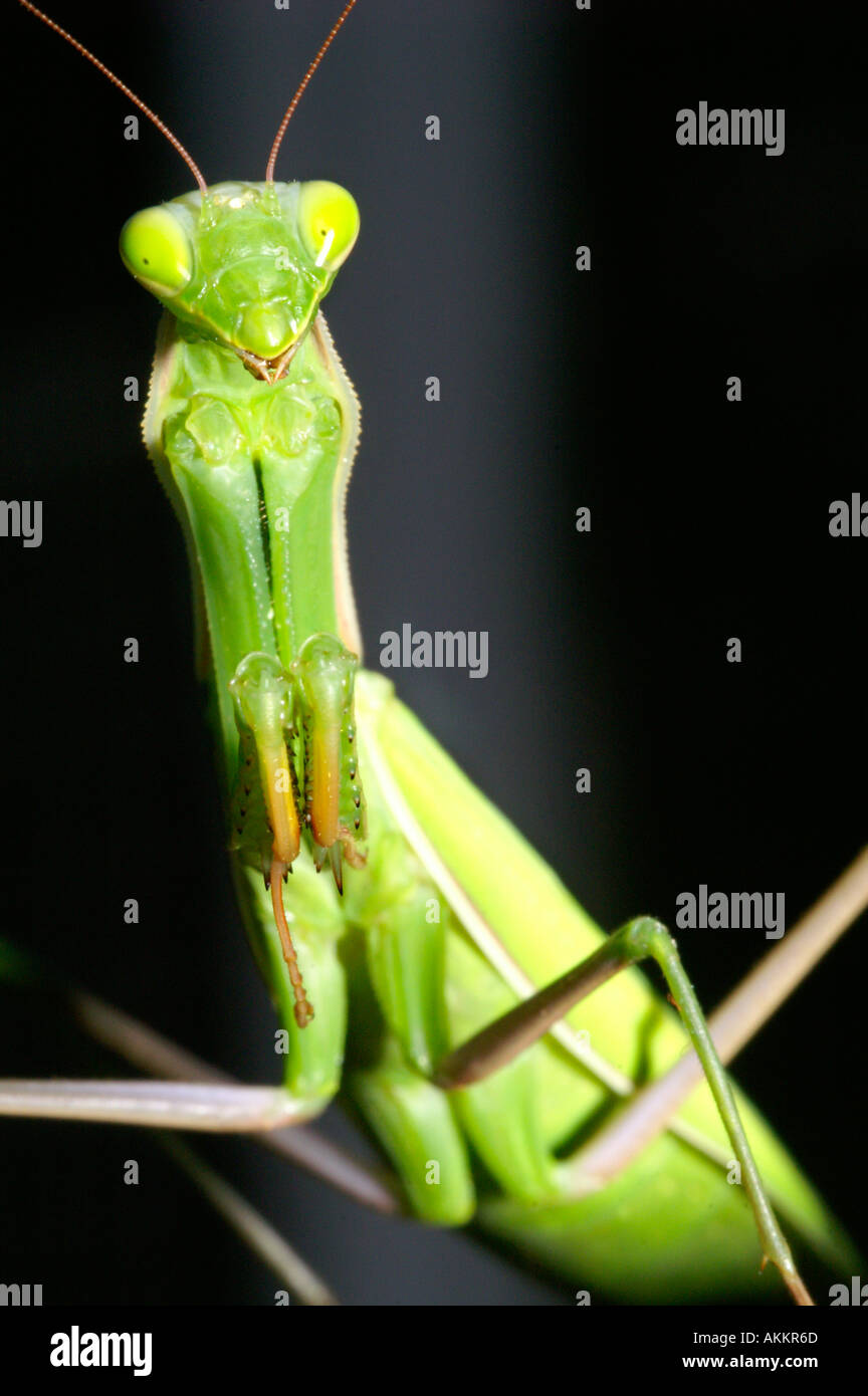 Beast of pray hi-res stock photography and images - Alamy