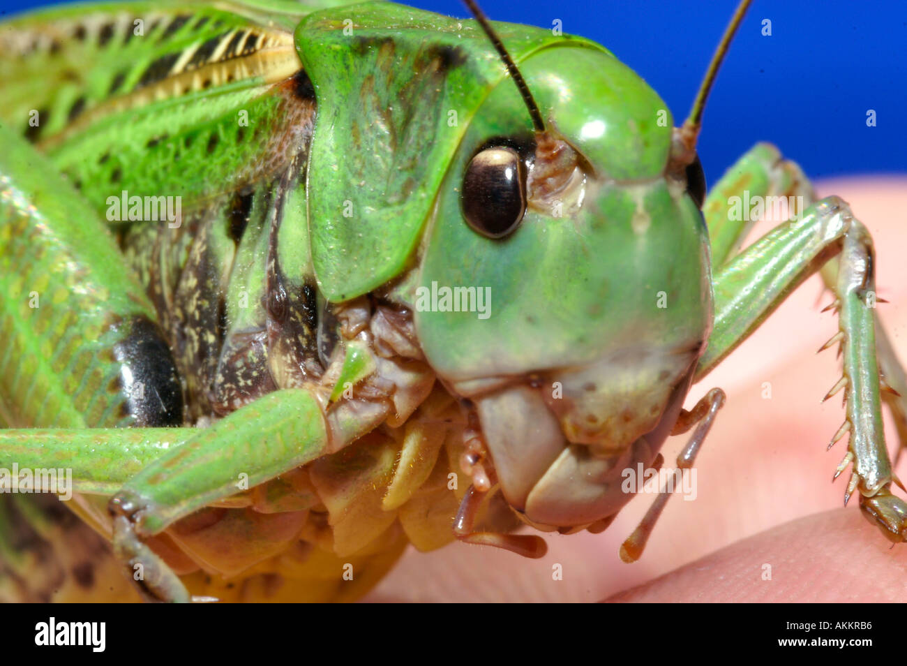 Grasshopper in human palm Stock Photo - Alamy