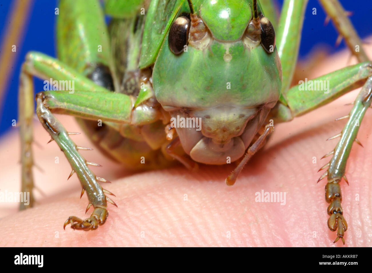 Grasshopper in human palm Stock Photo - Alamy