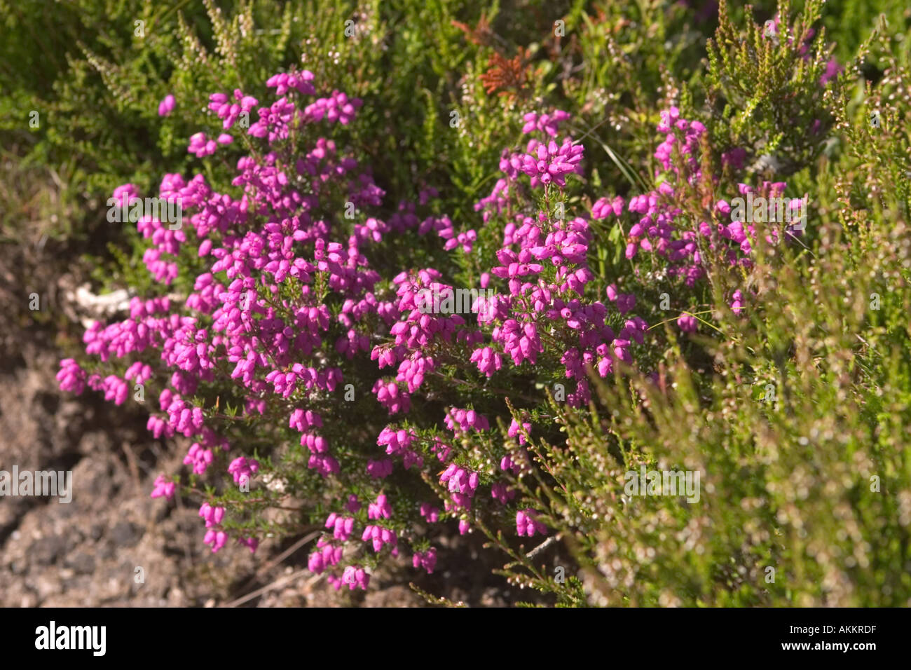 Heather bright hi-res stock photography and images - Alamy