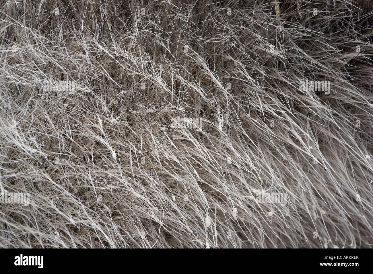 Baleens of hunted Fin Whale Stock Photo - Alamy