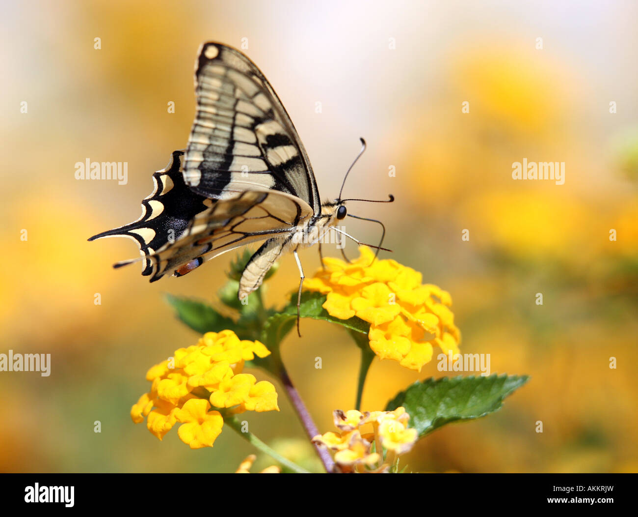 Swallowtail butterfly Papilio machaon feeding photographed on the ...