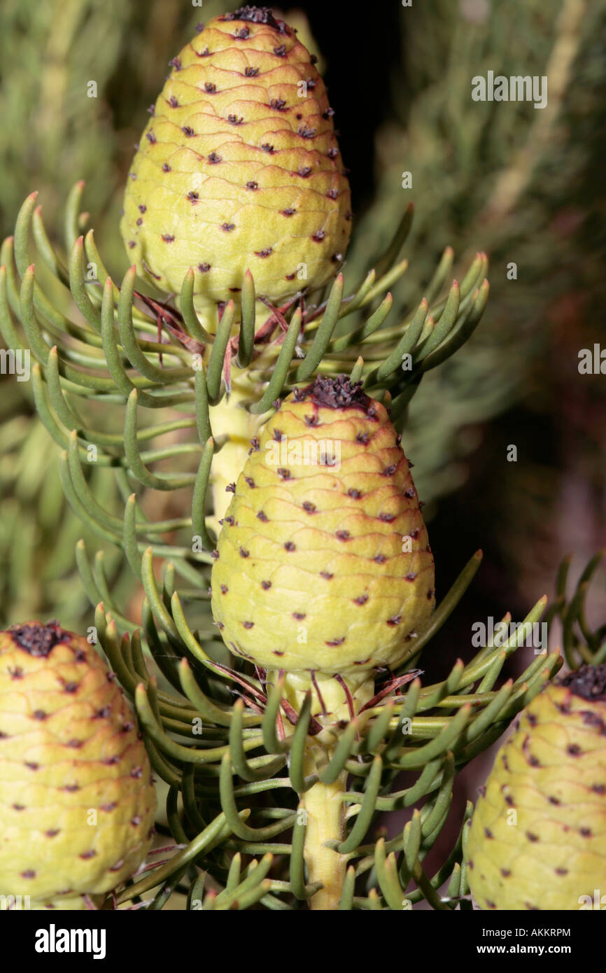 Young cones of Needle-leaf Conebush female-Leucadendron teretifolium ...