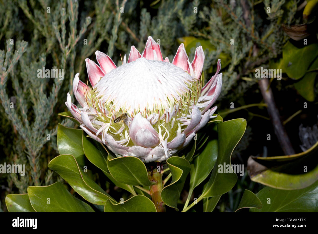 Protea mellifera hi-res stock photography and images - Alamy