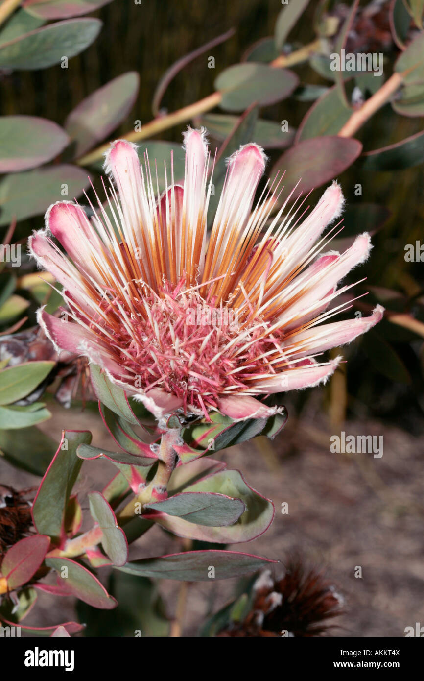 Protea aurea - Common Shuttlecock Sugarbush/protea/ Cream Protea-Family ...