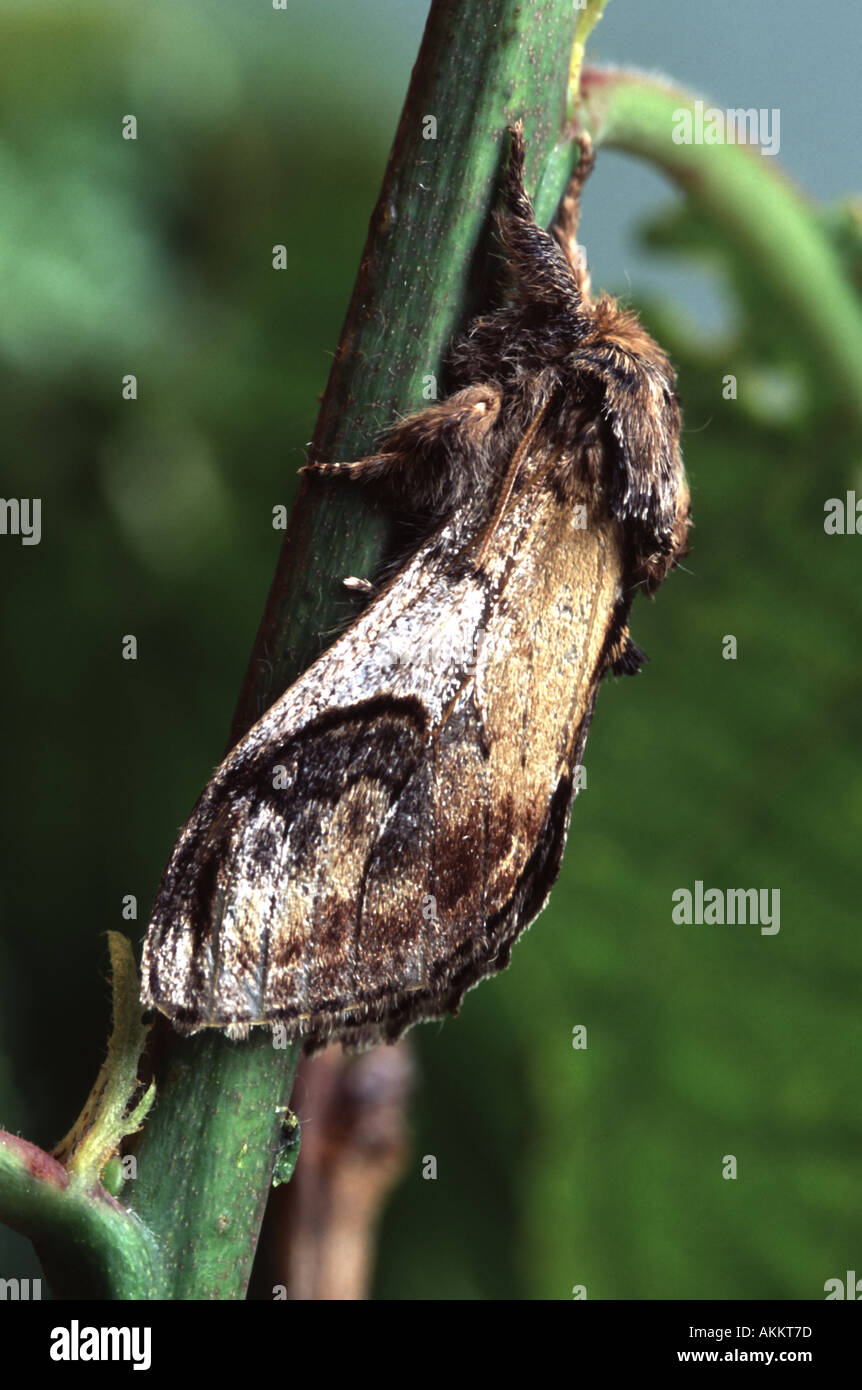 Pebble prominent moth hi-res stock photography and images - Alamy