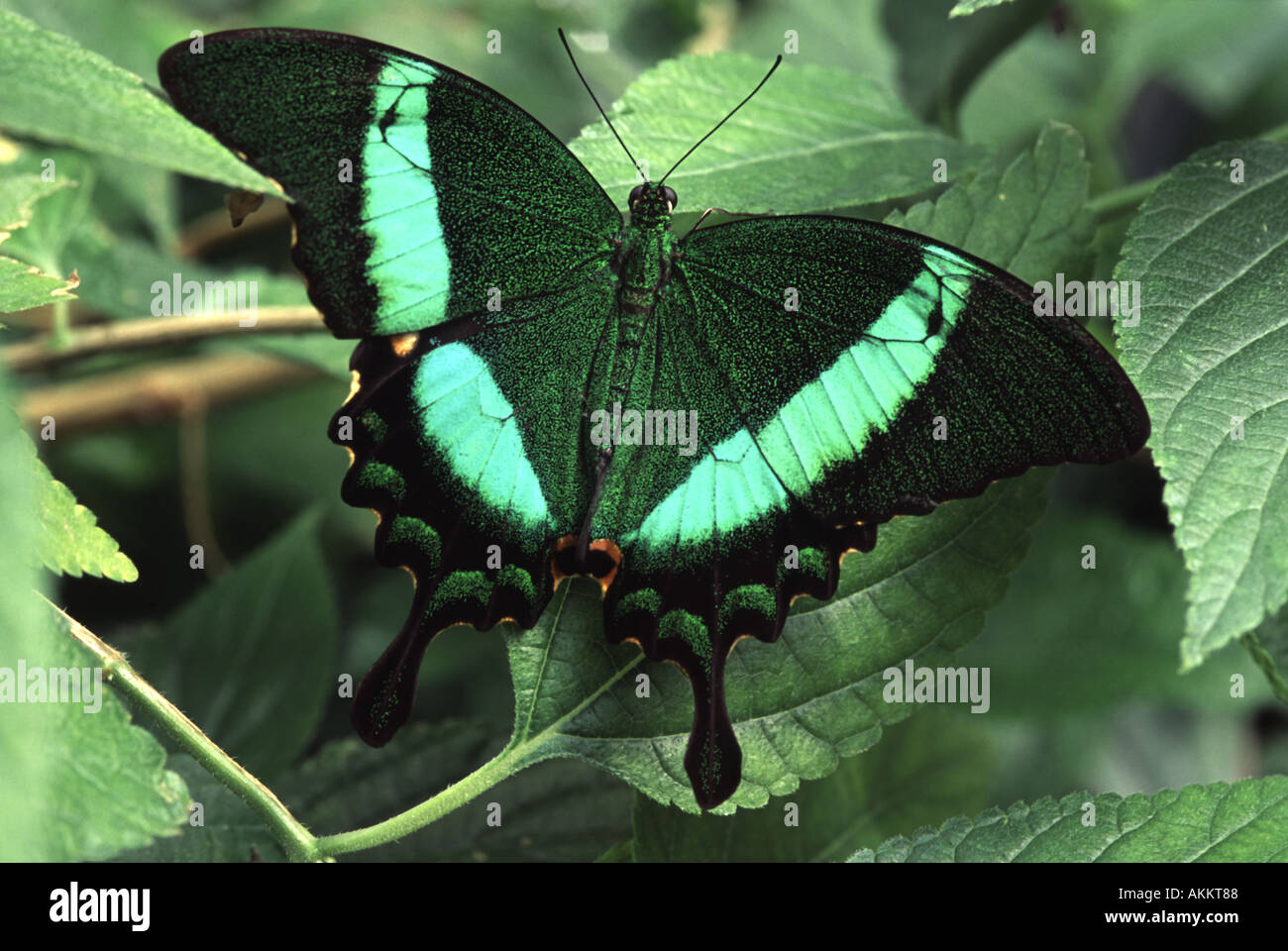An unidentified species of green swallowtail butterfly Stock Photo - Alamy