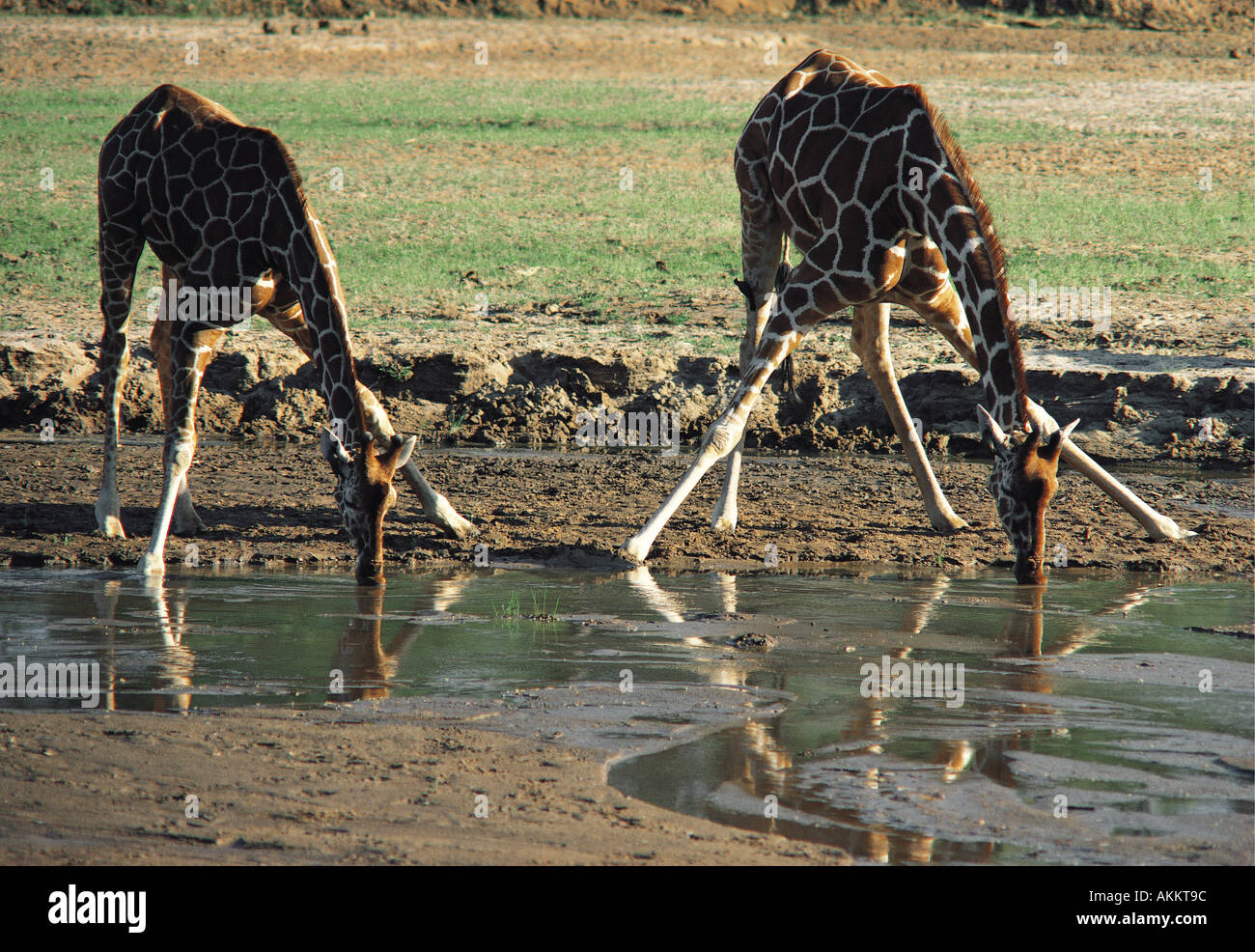 Giraffe legs spread hi-res stock photography and images - Alamy