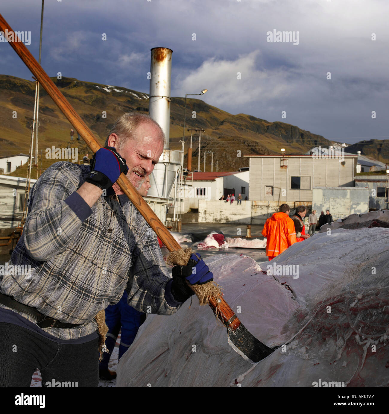 Hunted Fin Whale being skinned Stock Photo - Alamy