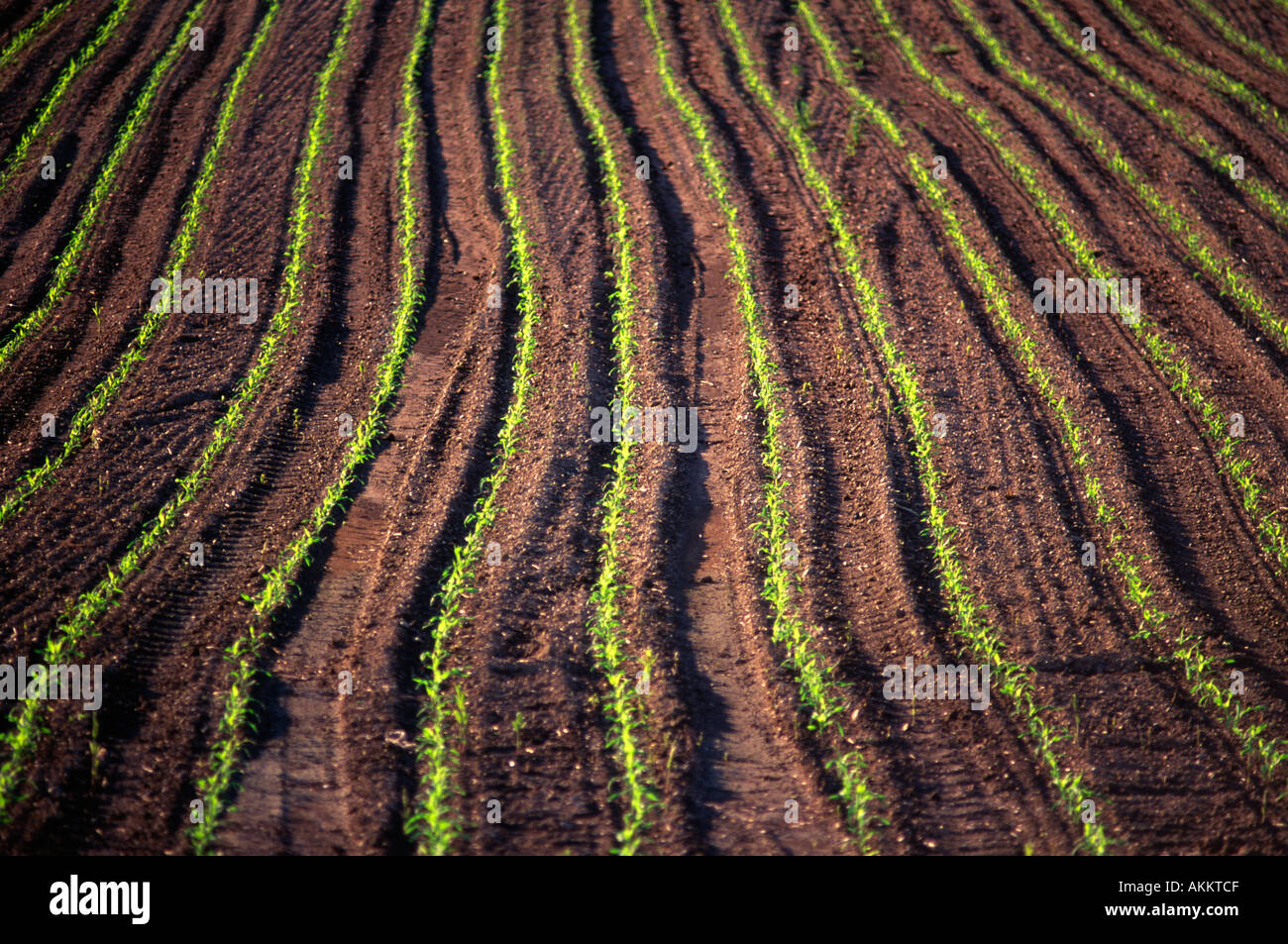 Young corn crop rows usa hi-res stock photography and images - Alamy