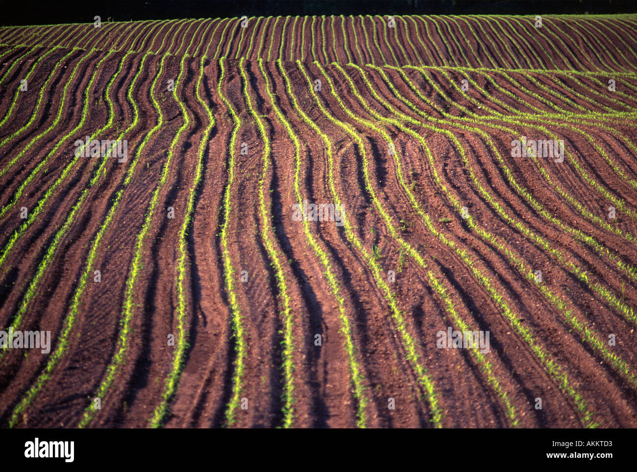 Young corn crop rows usa hi-res stock photography and images - Alamy
