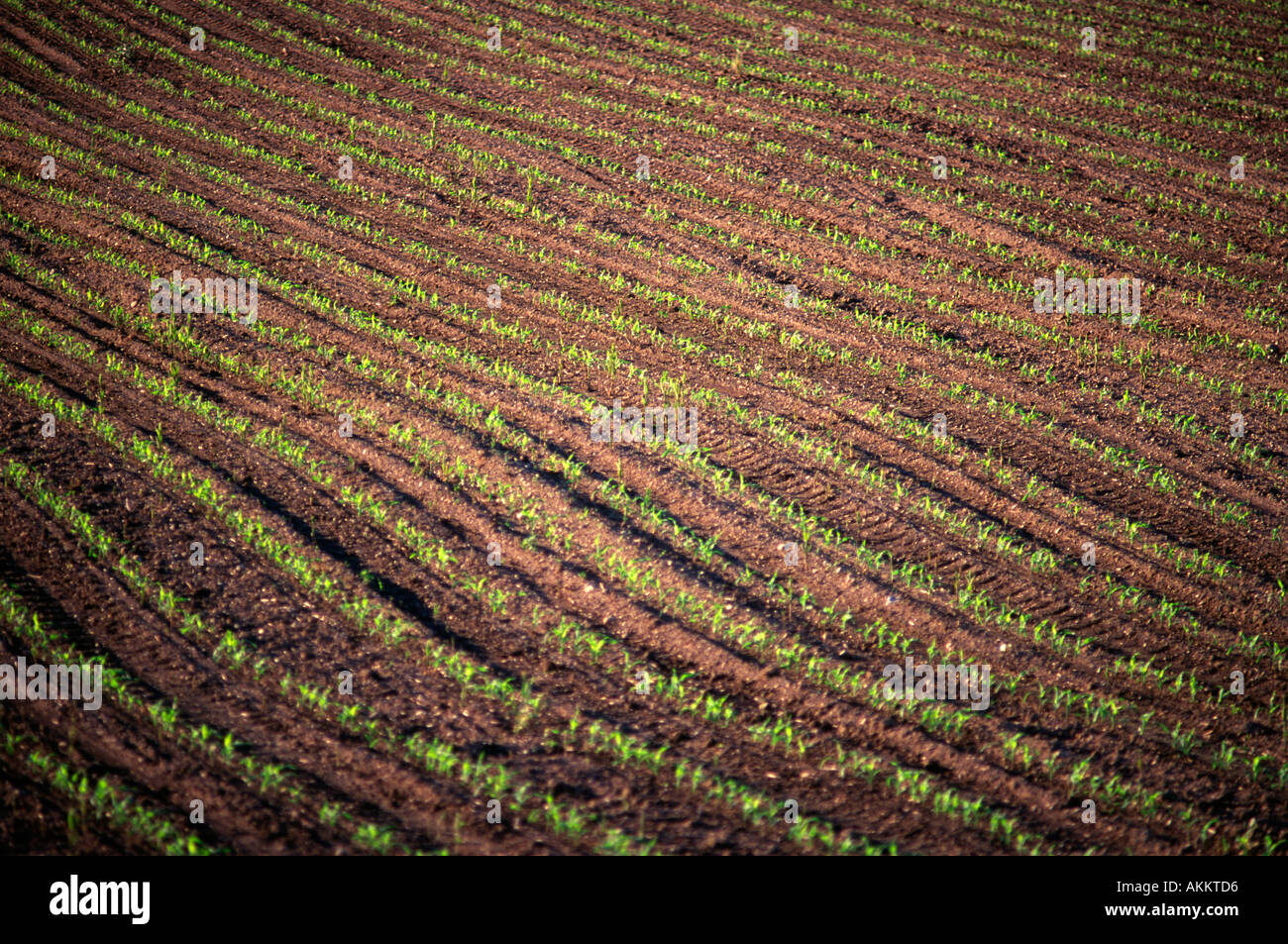 Early corn sprouting up through prime soil in neat rows near ...