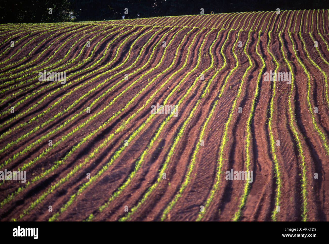 Young Corn Crop Rows Usa High Resolution Stock Photography and Images ...