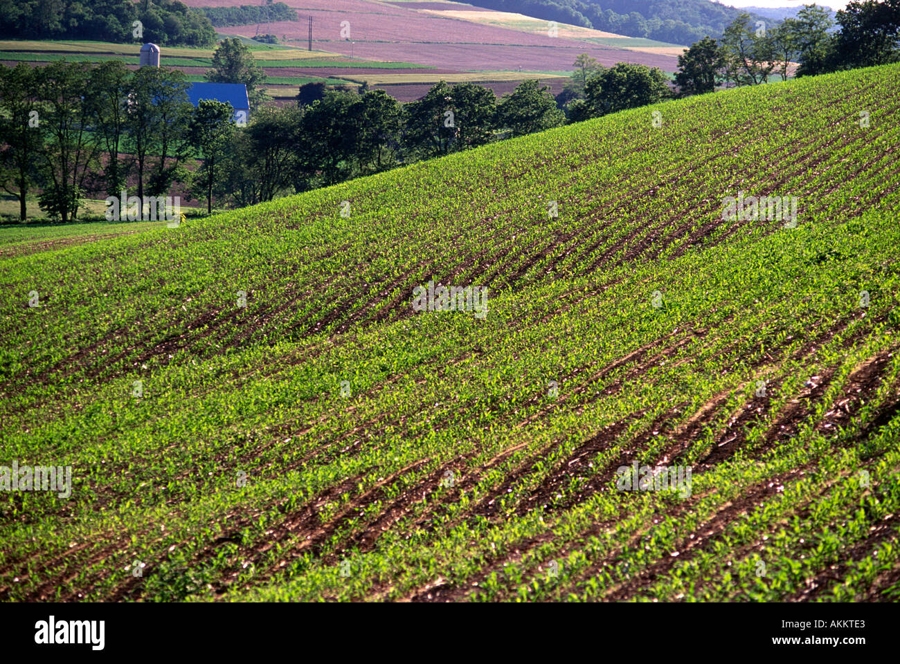 Young corn growing on sloping hills of prime farm land near Columbia ...