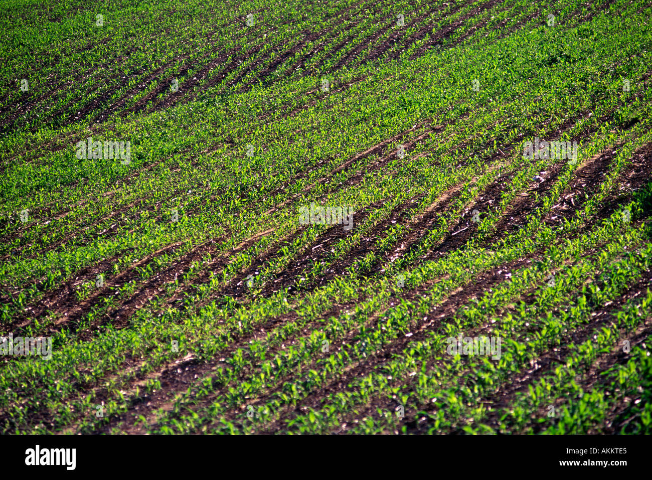 Young corn growing on sloping hills of prime farm land near Columbia ...