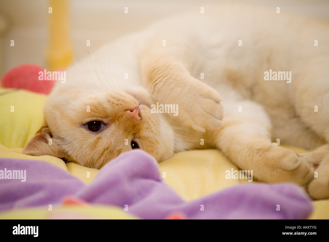 British Short hair cat red colour point Stock Photo - Alamy