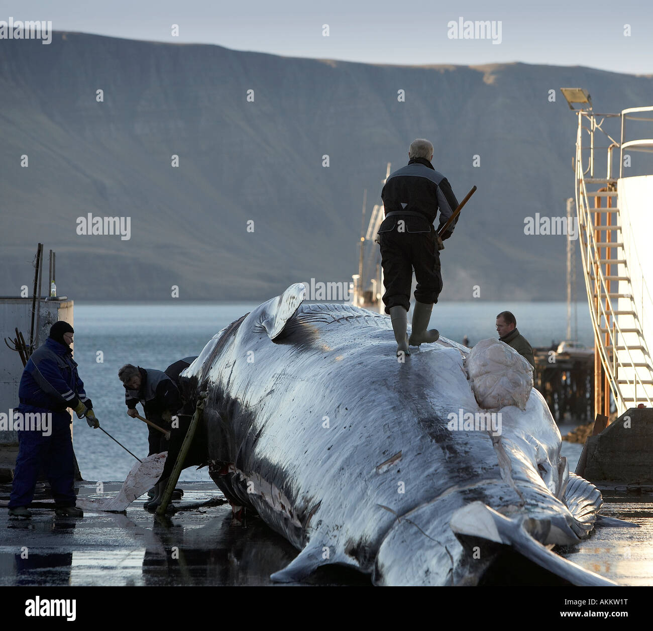 Whaler preparing skin hunted fin hi-res stock photography and images ...